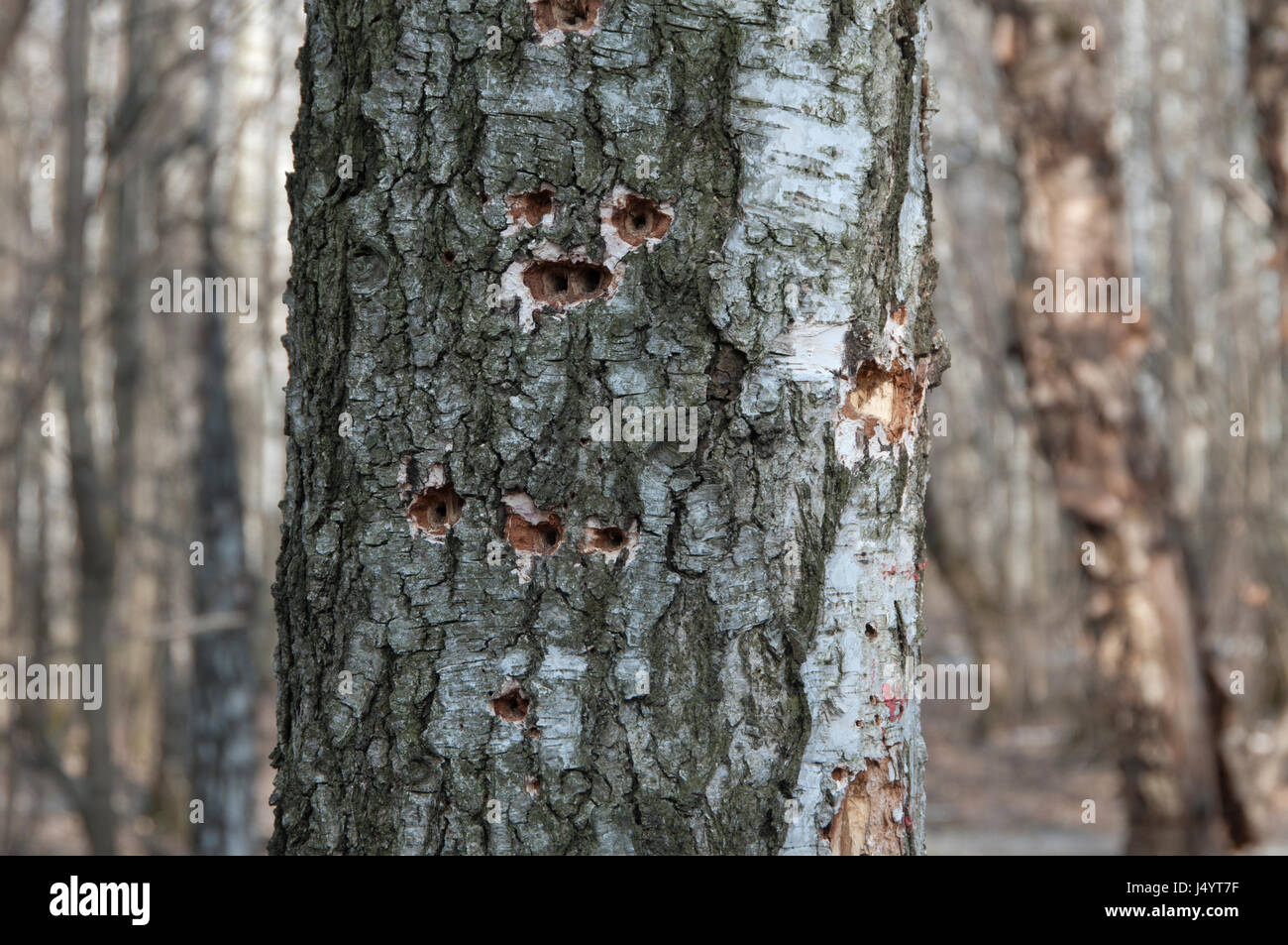 Woodpecker holes in the old dry dead tree Stock Photo - Alamy