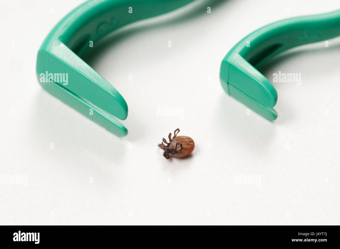 Mite and tick extractor tool macro shot Stock Photo - Alamy