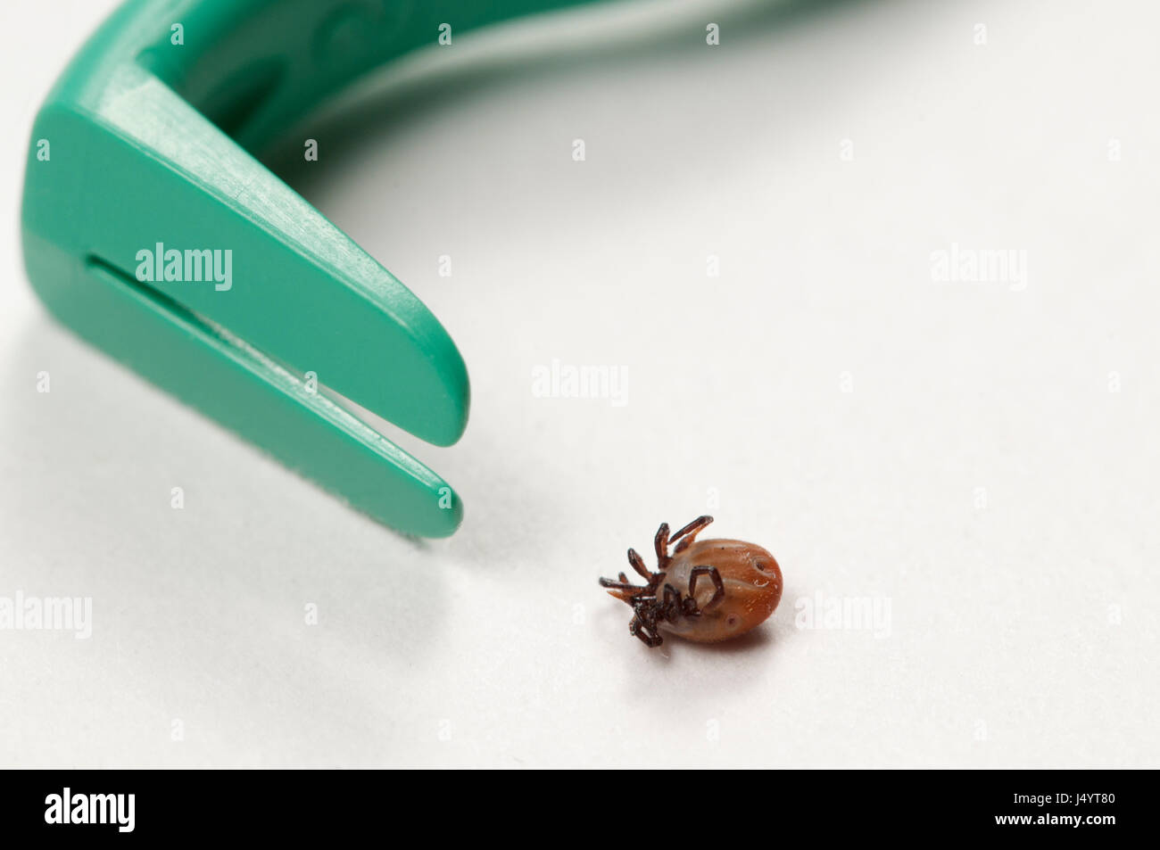 Tick Extractor High Resolution Stock Photography and Images - Alamy