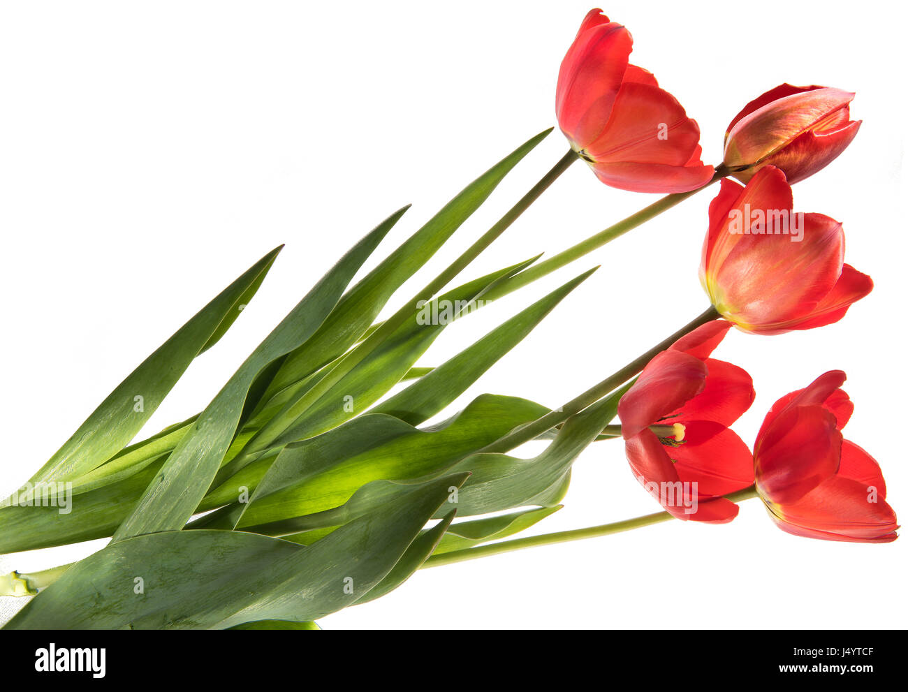 Set of five red color tulips isolated on white background Stock Photo ...
