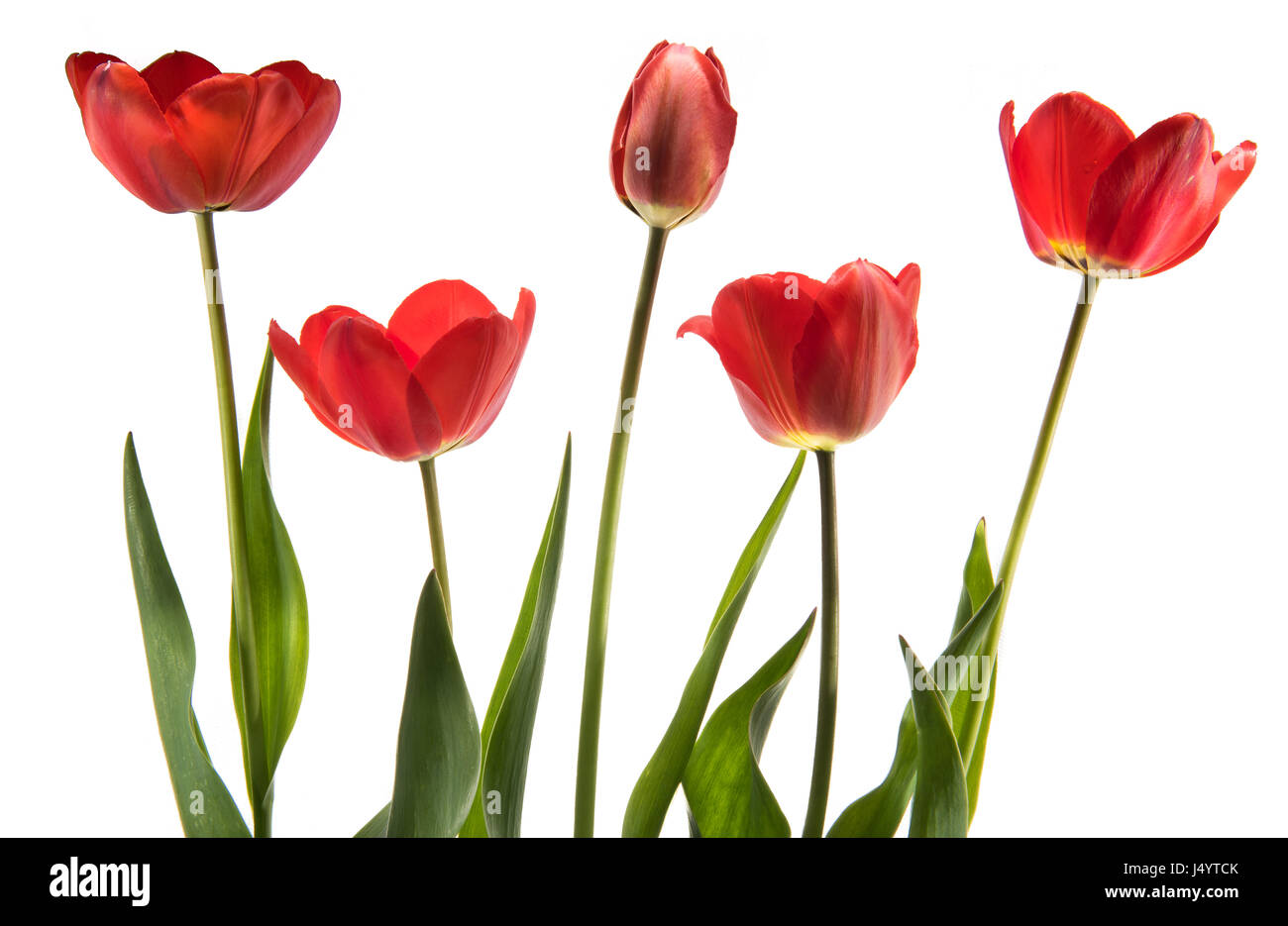 Set of five red color tulips isolated on white background Stock Photo ...