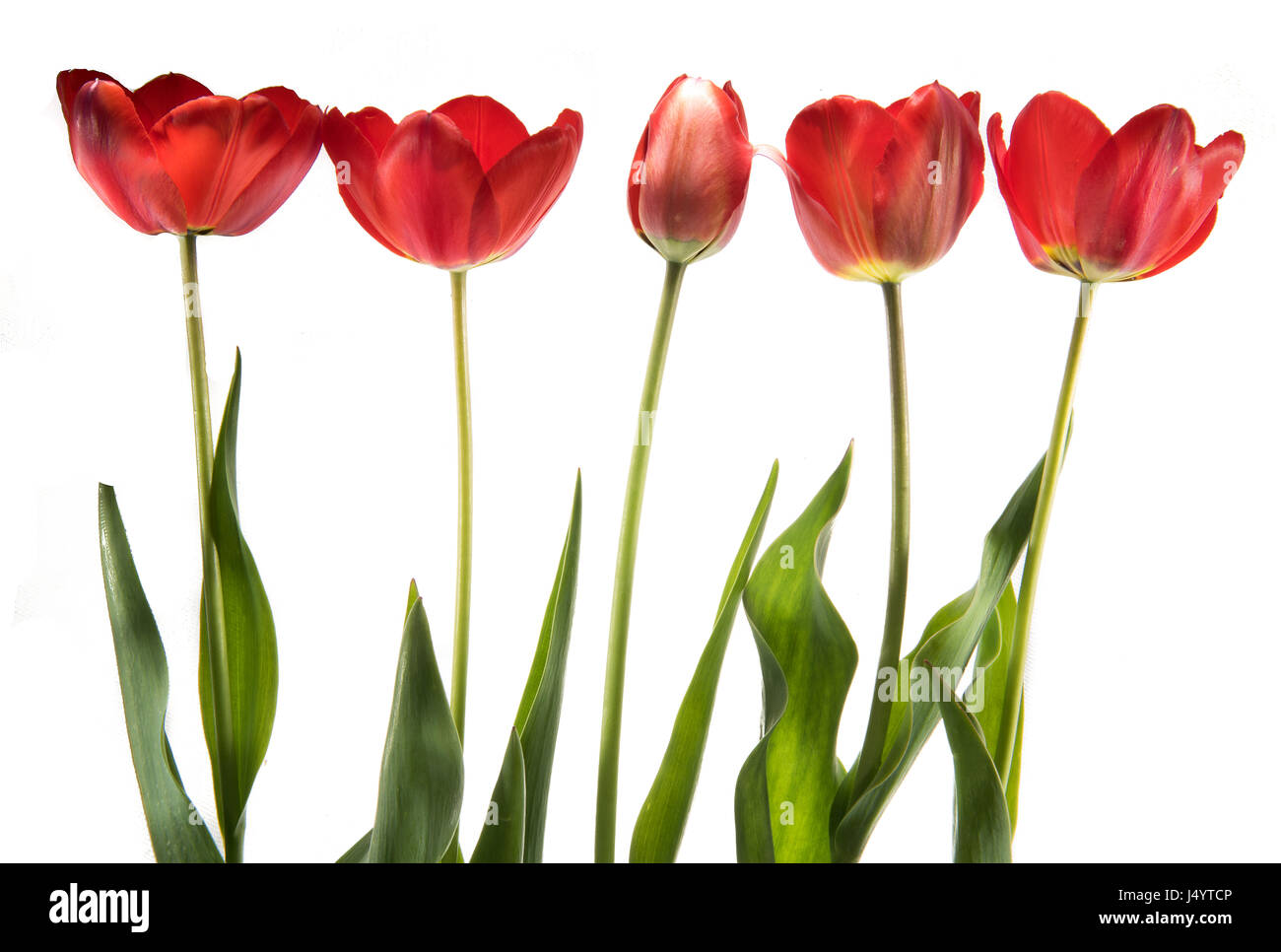 Set of five red color tulips isolated on white background Stock Photo ...