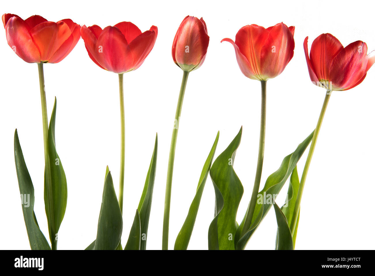 Set of five red color tulips isolated on white background Stock Photo ...