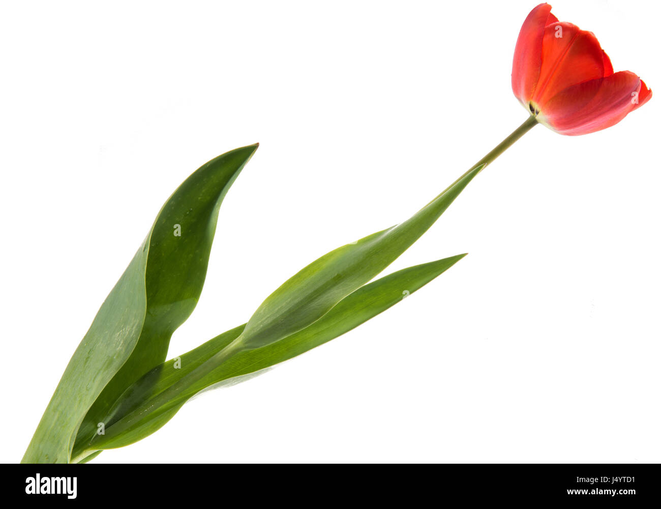 Single red color tulip isolated on white background Stock Photo - Alamy