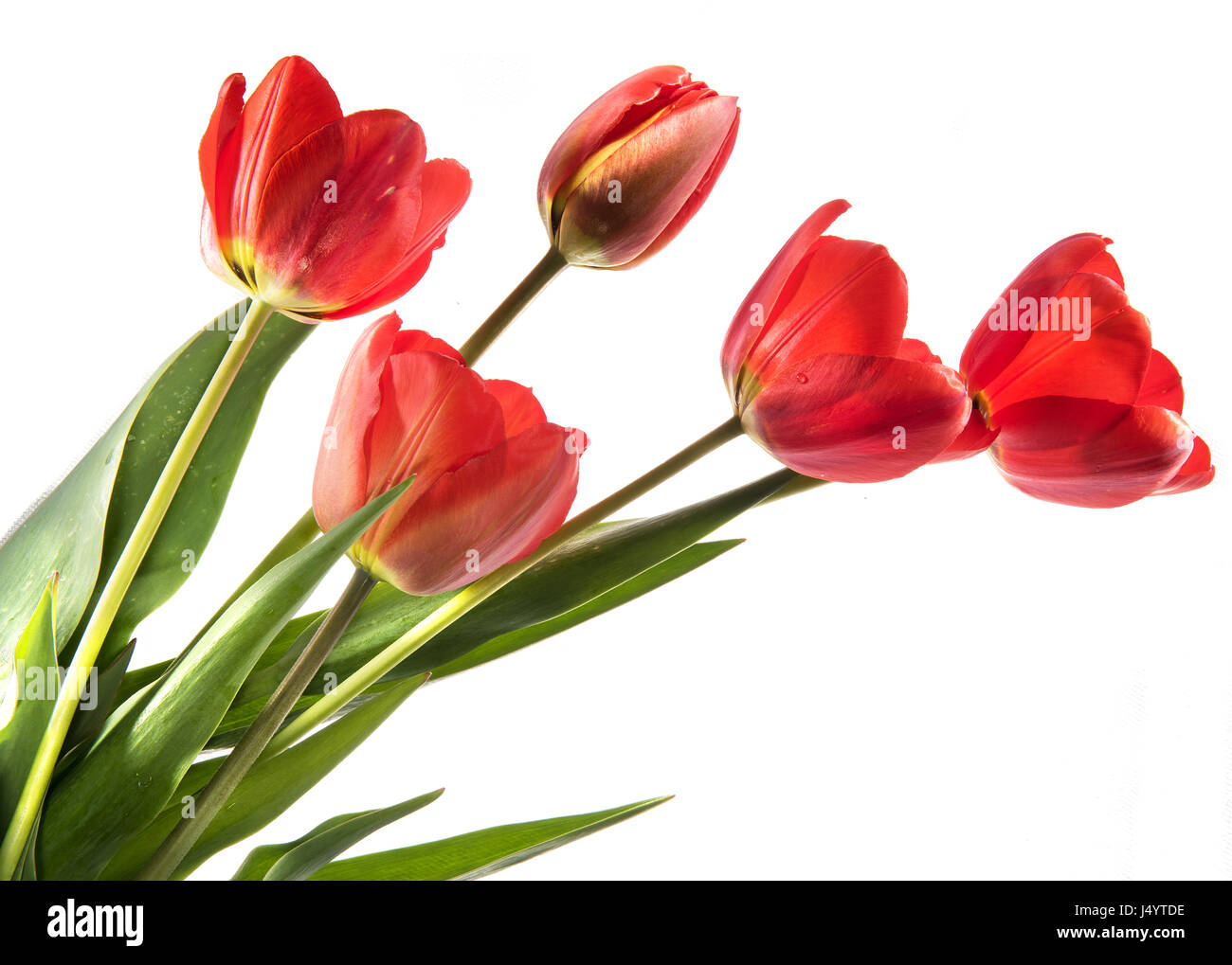 Set of five red color tulips isolated on white background Stock Photo ...