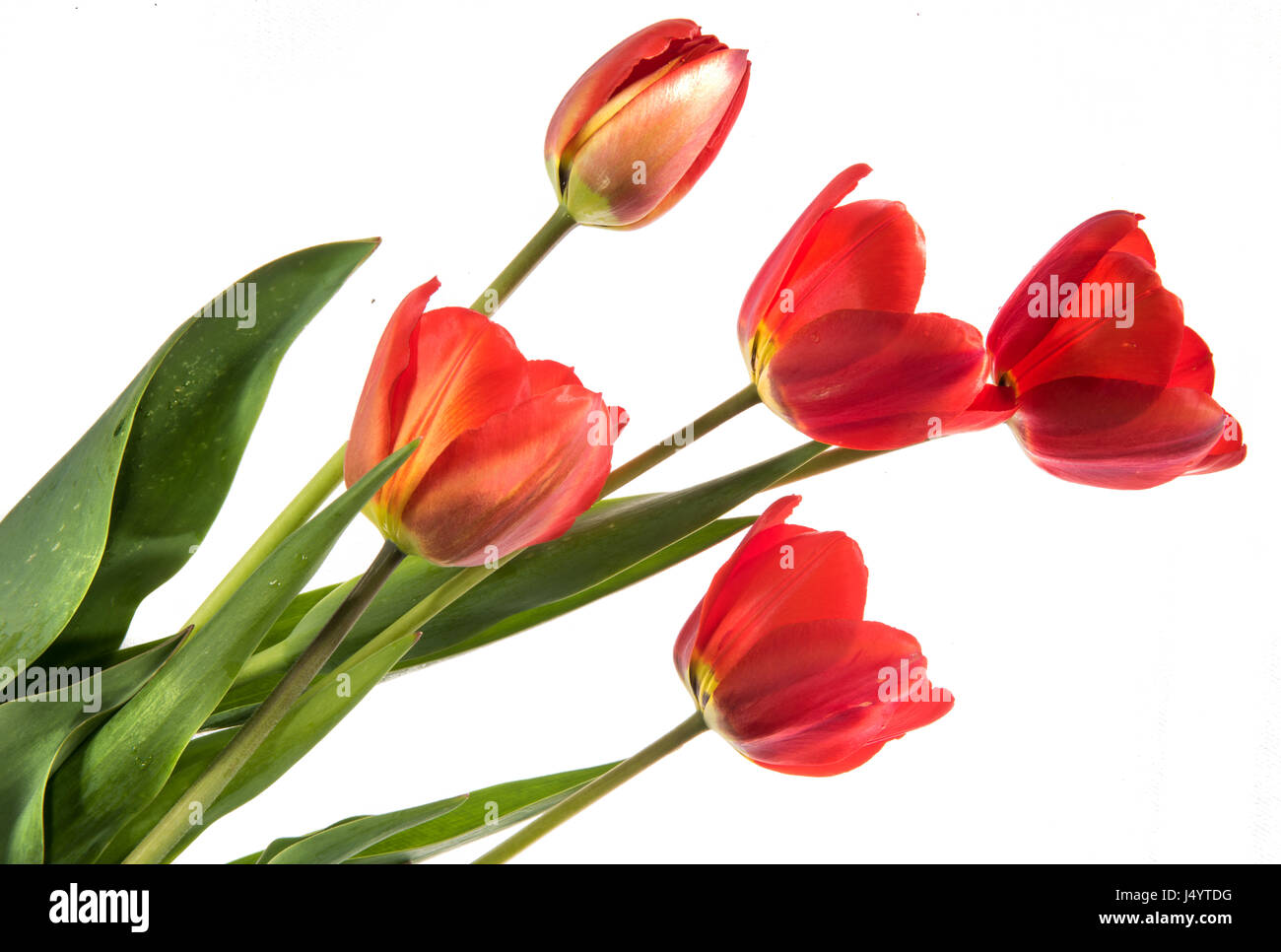 Set of five red color tulips isolated on white background Stock Photo ...