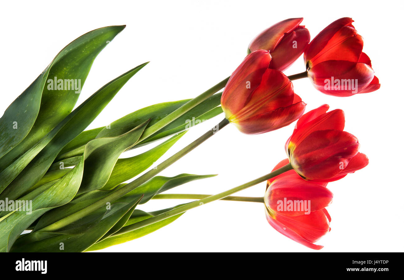 Set of five red color tulips isolated on white background Stock Photo ...
