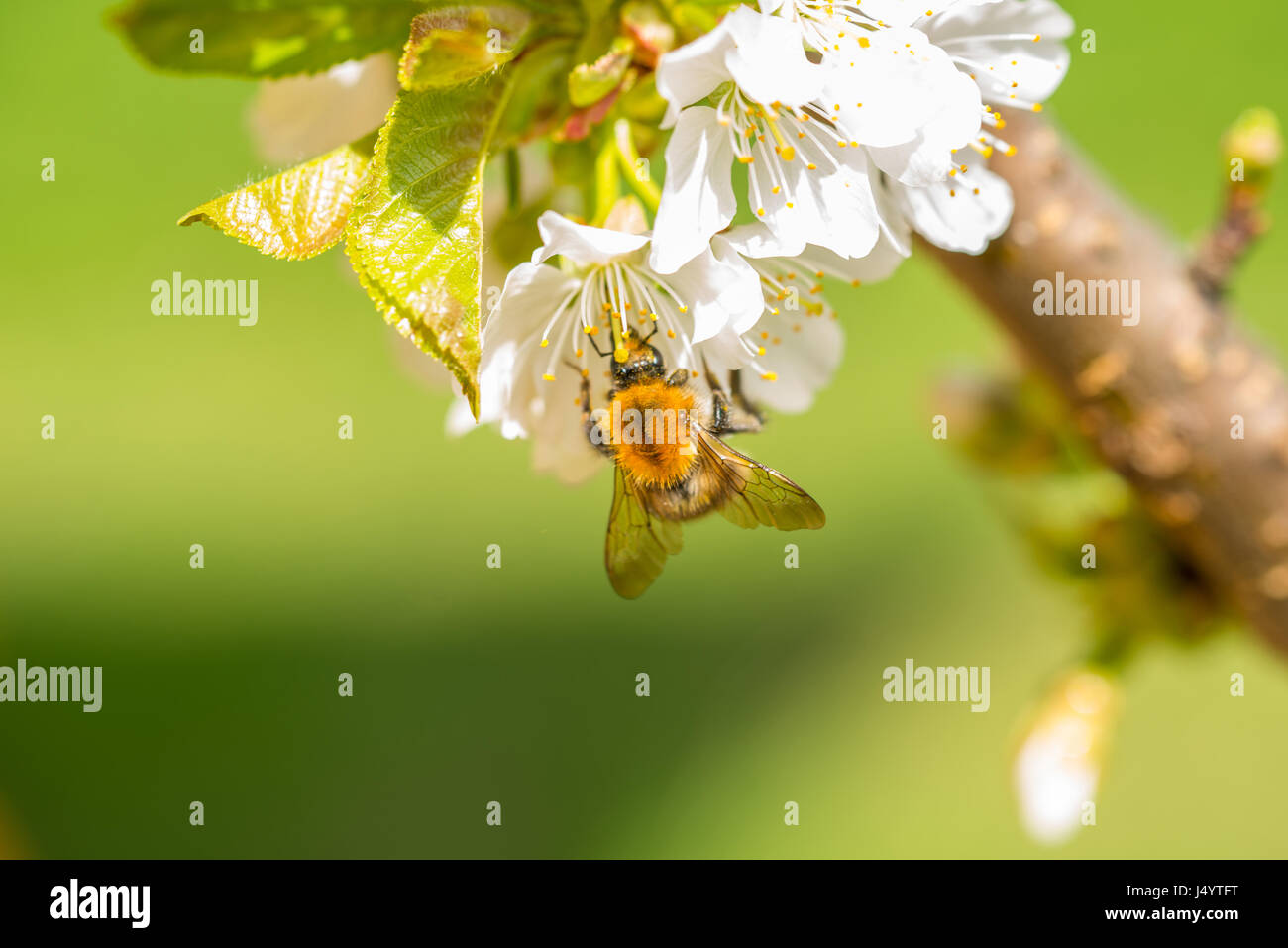 Close up of a bumble-bee pollinate cherry flowers in a tree in sunny day Stock Photo - Alamy