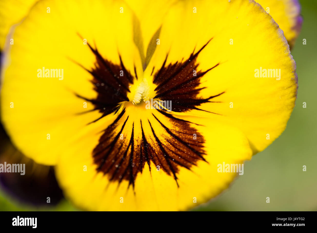 Yellow pansie hi-res stock photography and images - Alamy