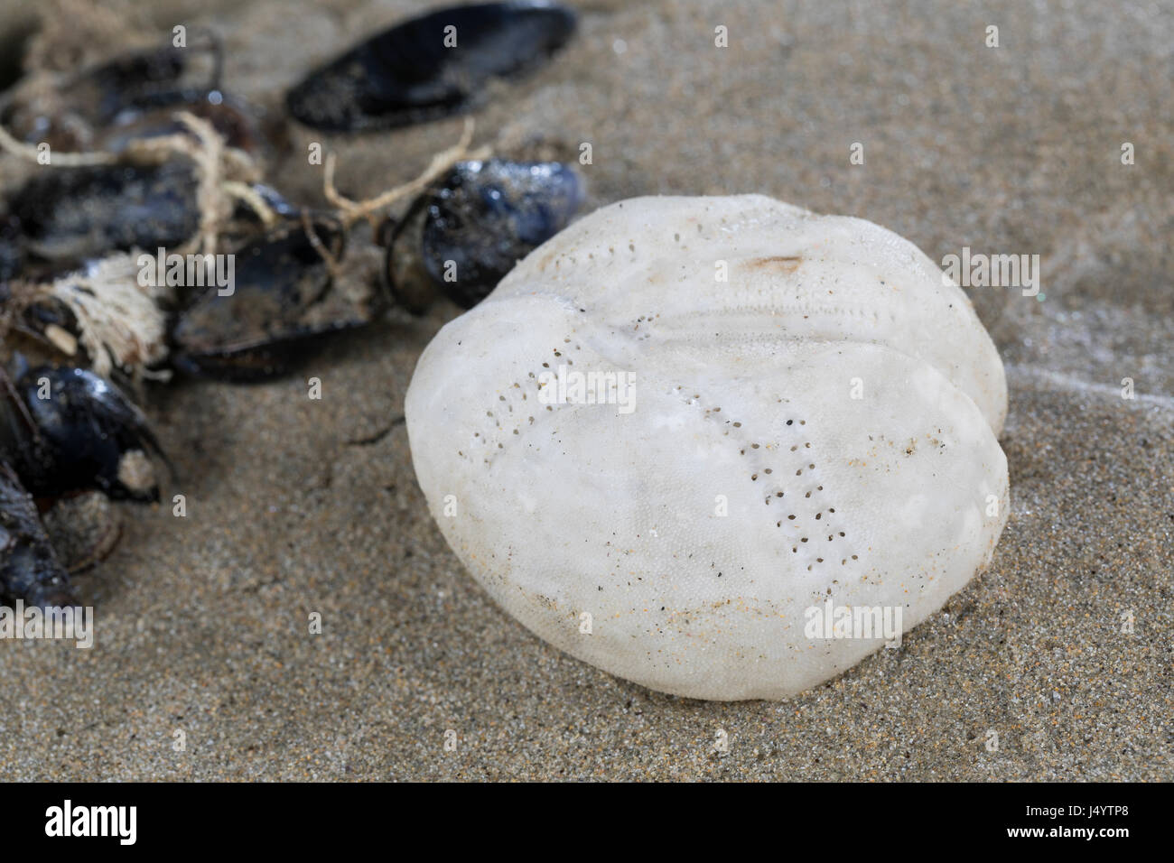 Seeigel skelett hi-res stock photography and images - Alamy