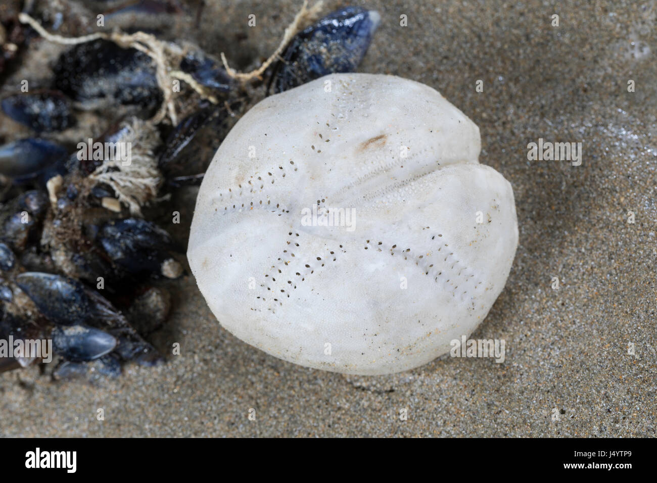 Herz-Seeigel, Herzseeigel, Herzseeigel, Seeigel-Skelett am Strand ...