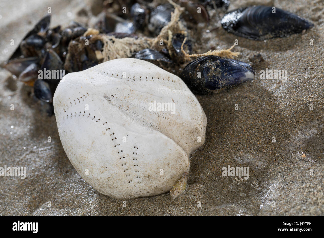 Seeigel skelett hi-res stock photography and images - Alamy
