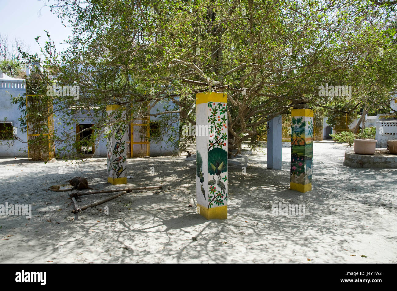 Tree shree tatiya sthan, mathura, uttar pradesh, india, asia Stock ...