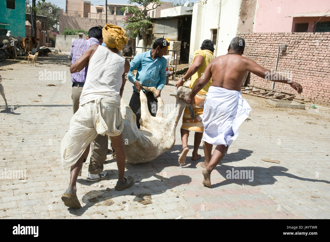 Man carrying cow, mathura, uttar pradesh, india, asia Stock Photo - Alamy