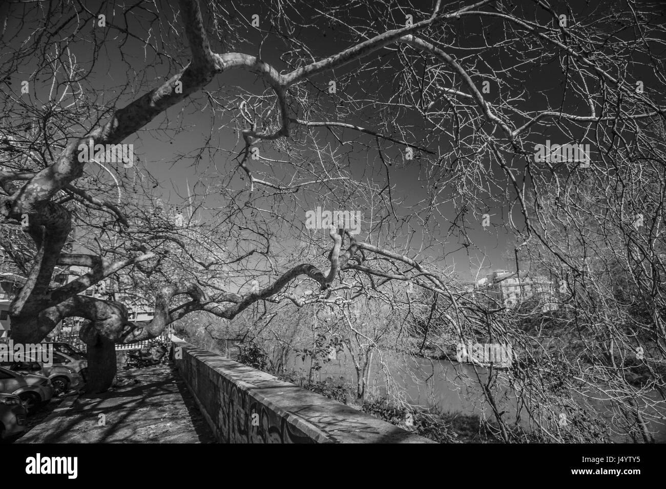 Dead urban tree Black and White Stock Photos & Images - Alamy