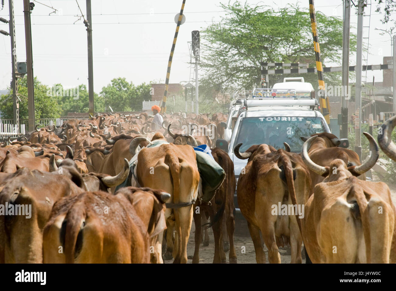 Cow On Indian Road High Resolution Stock Photography and Images - Alamy
