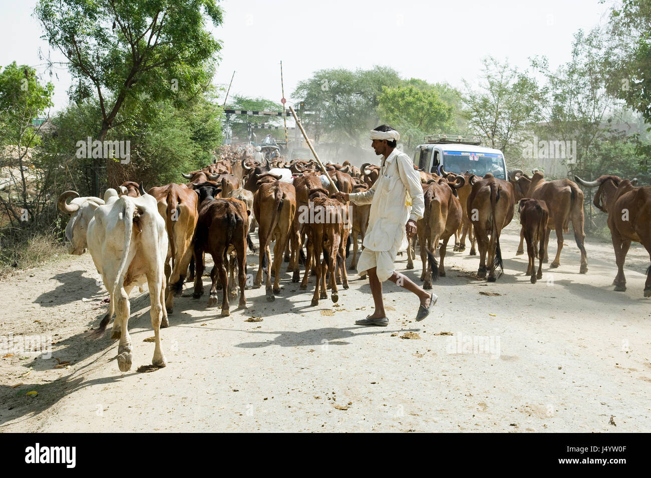 Cow On Indian Road High Resolution Stock Photography and Images - Alamy