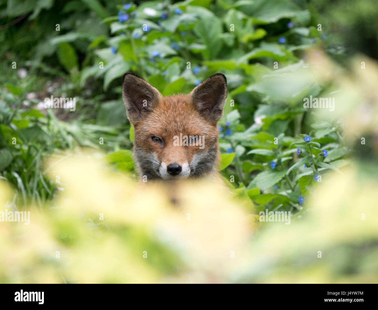 Urban fox in a back garden in Camden Town London Stock Photo - Alamy