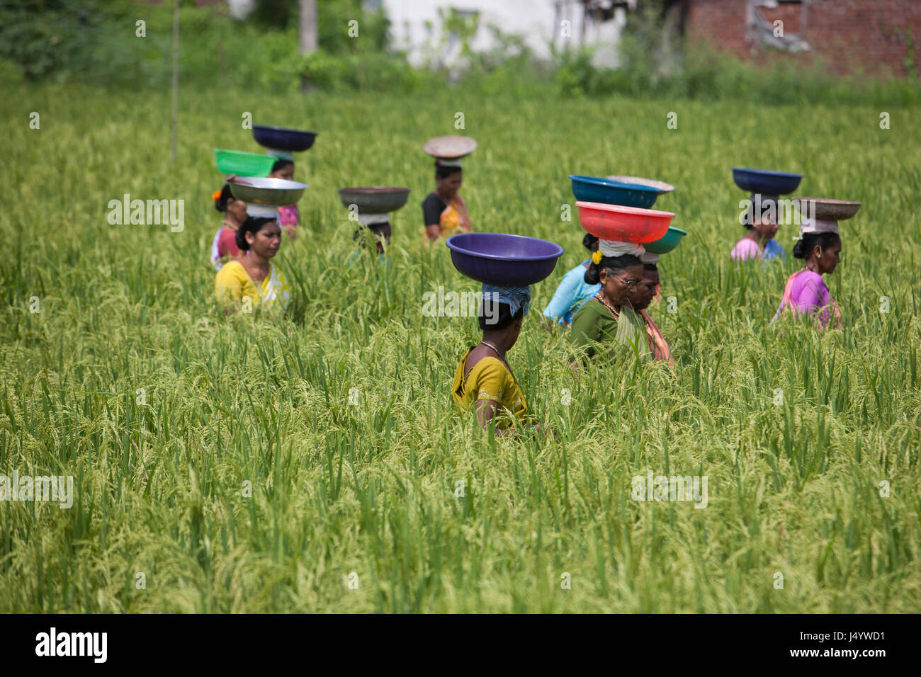 Woman working in farm maharashtra hi-res stock photography and images ...