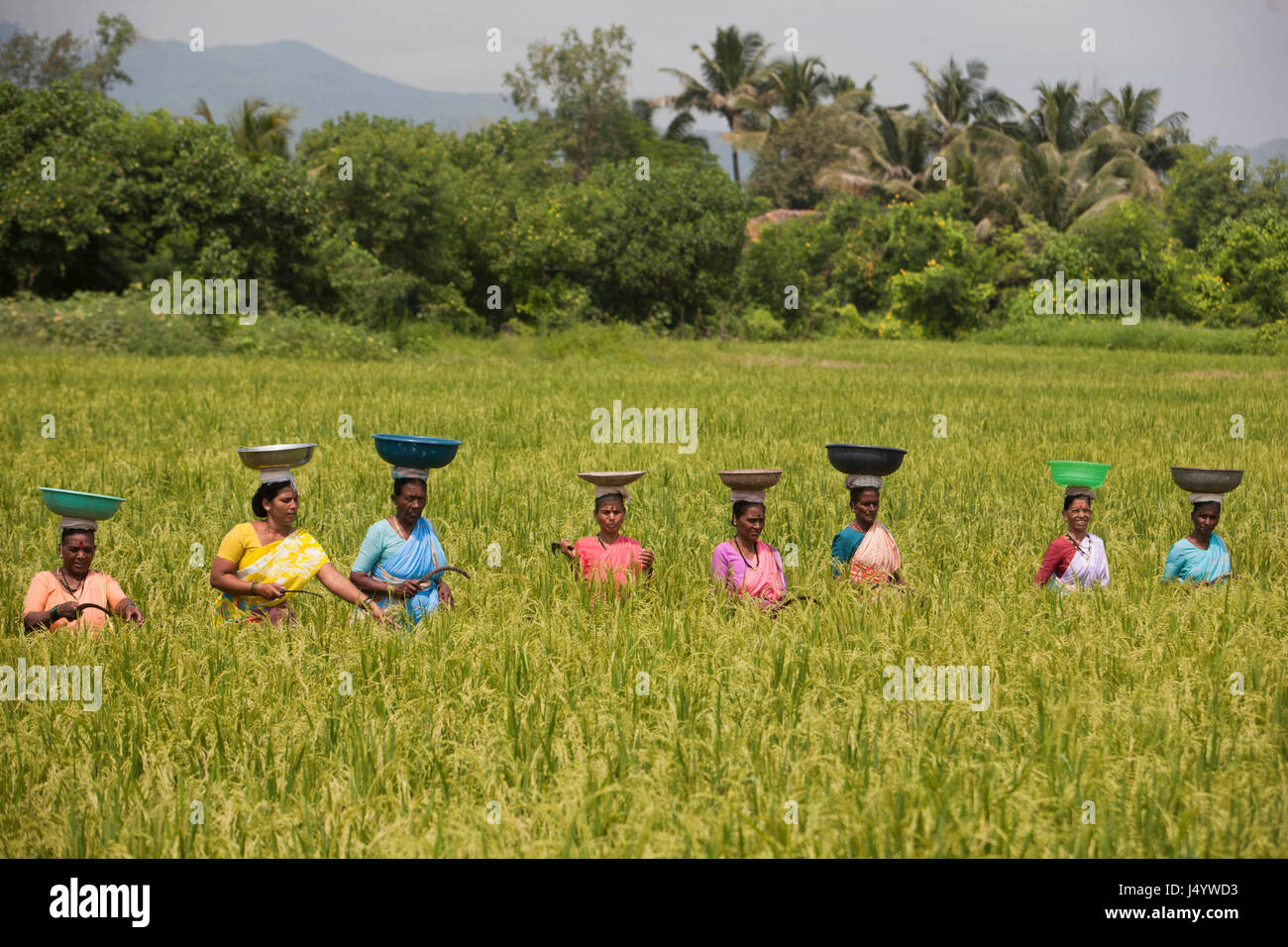 Indian agriculture hi-res stock photography and images - Alamy