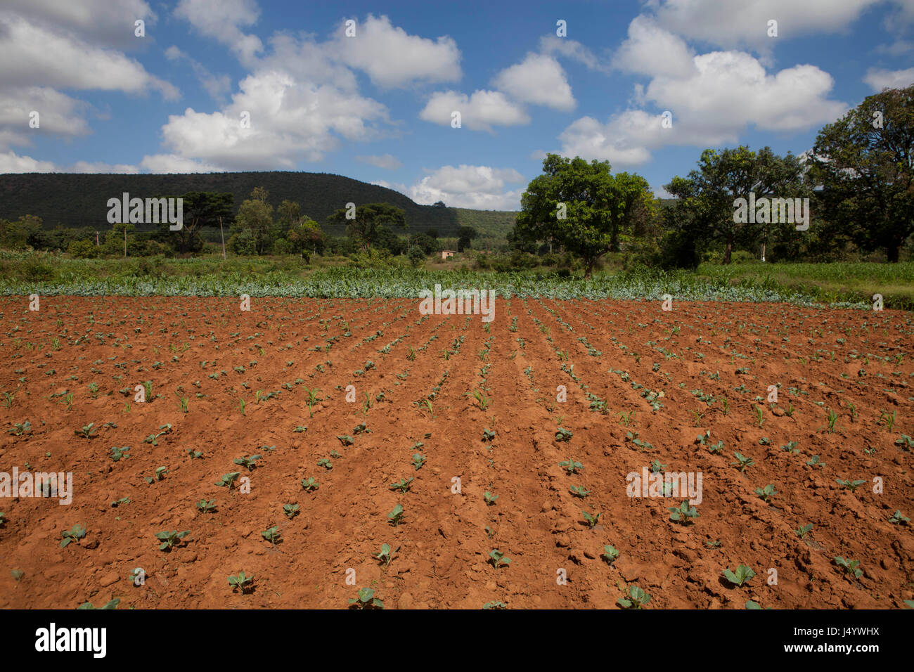 Indian farmland hi-res stock photography and images - Alamy