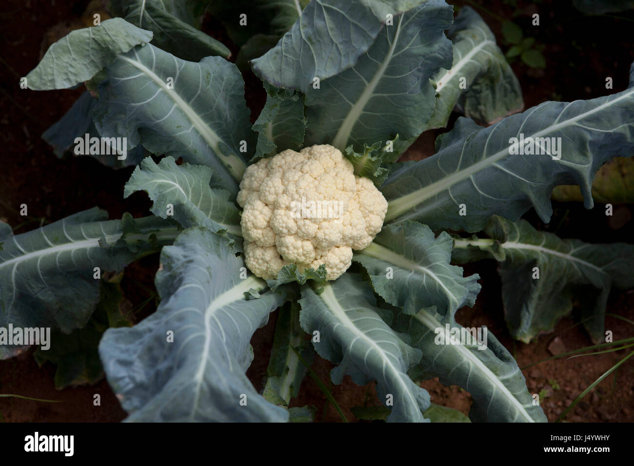 Cauliflower, india, asia Stock Photo - Alamy
