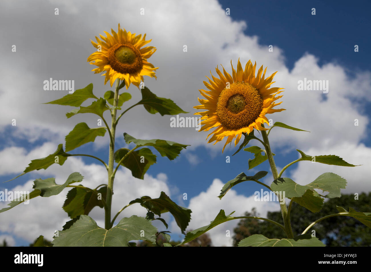 Sunflower, india, asia Stock Photo - Alamy