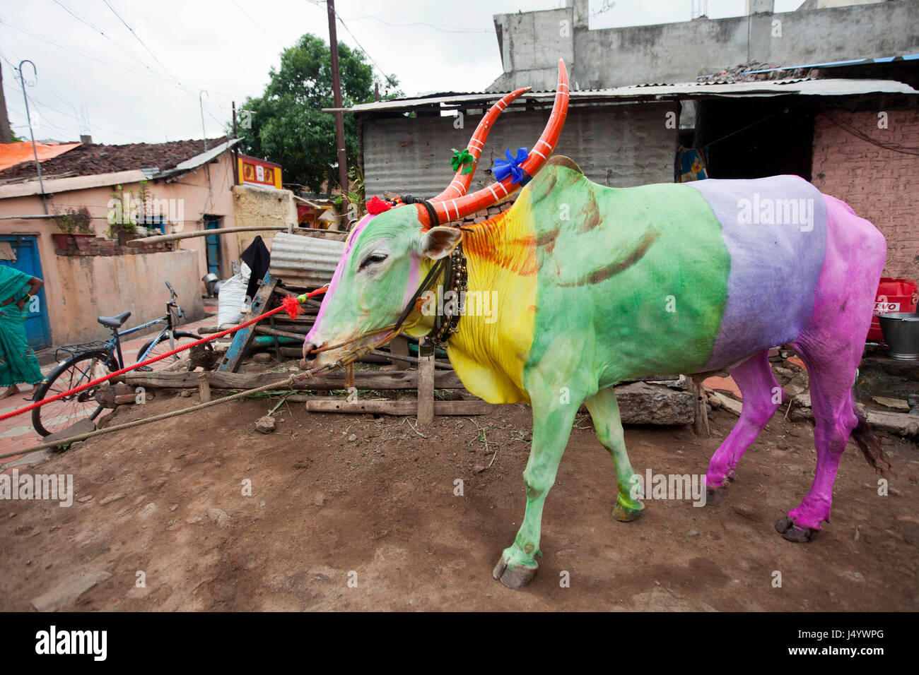 Pola bull festival maharashtra hi-res stock photography and images - Alamy