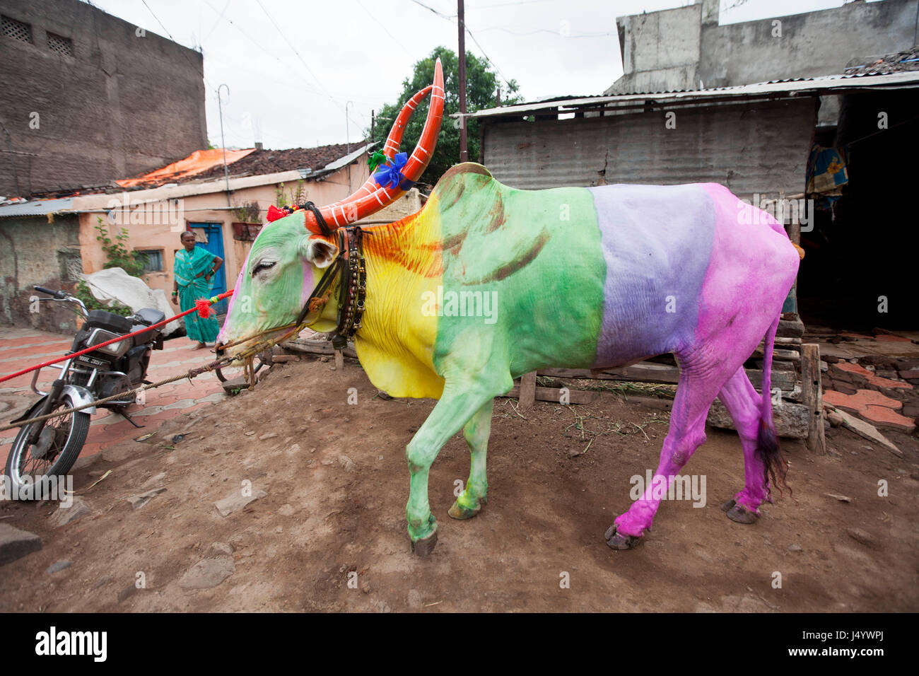 Pola bull festival maharashtra hi-res stock photography and images - Alamy