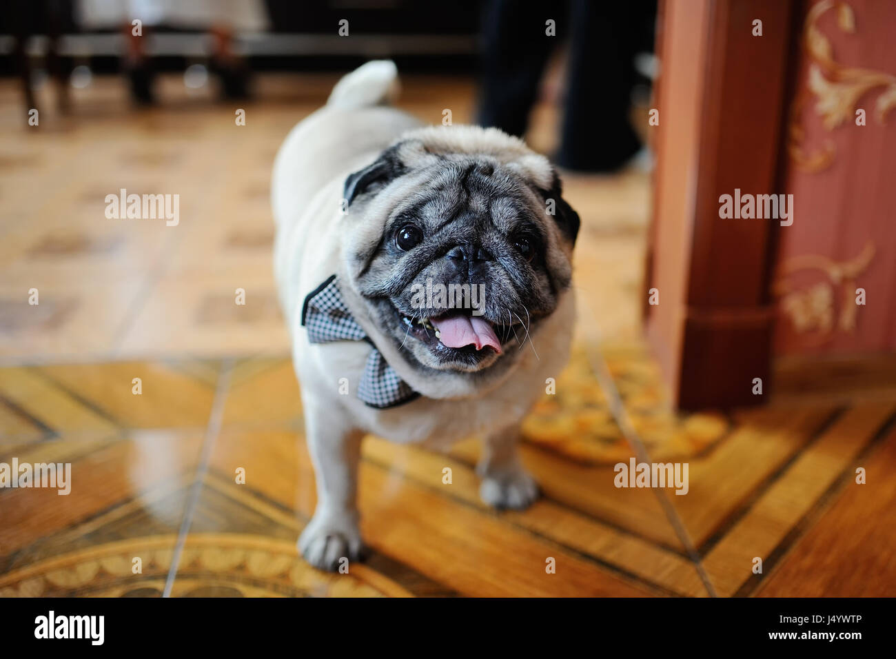 pug in bow tie Stock Photo - Alamy