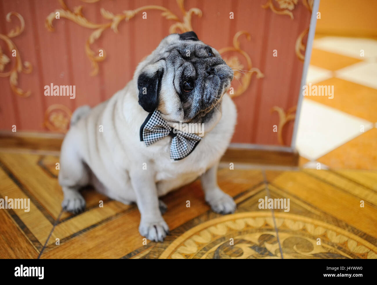 pug in bow tie Stock Photo - Alamy