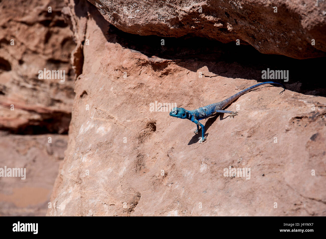 Jordan lizard hi-res stock photography and images - Alamy