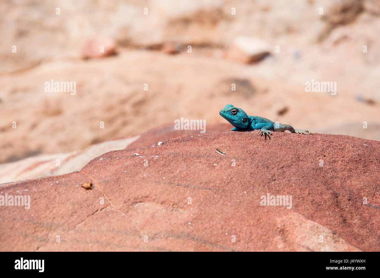 Jordan lizard hi-res stock photography and images - Alamy