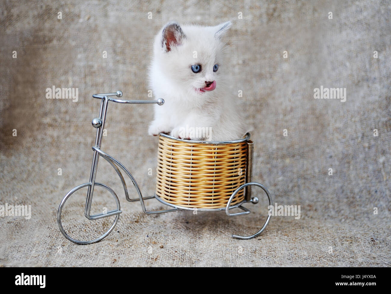 Funny kitten pampered Stock Photo - Alamy