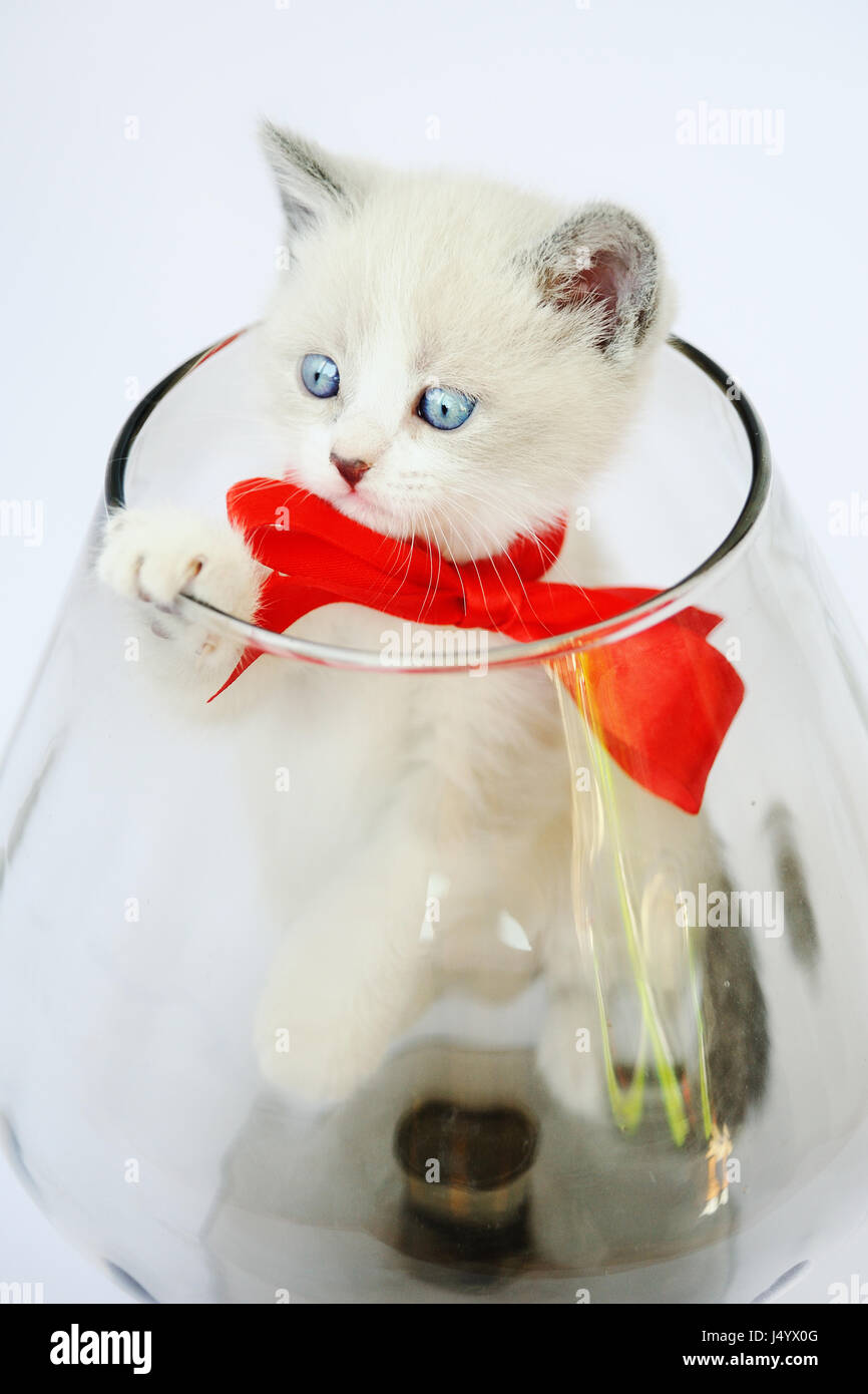 Funny kitten pampered Stock Photo - Alamy