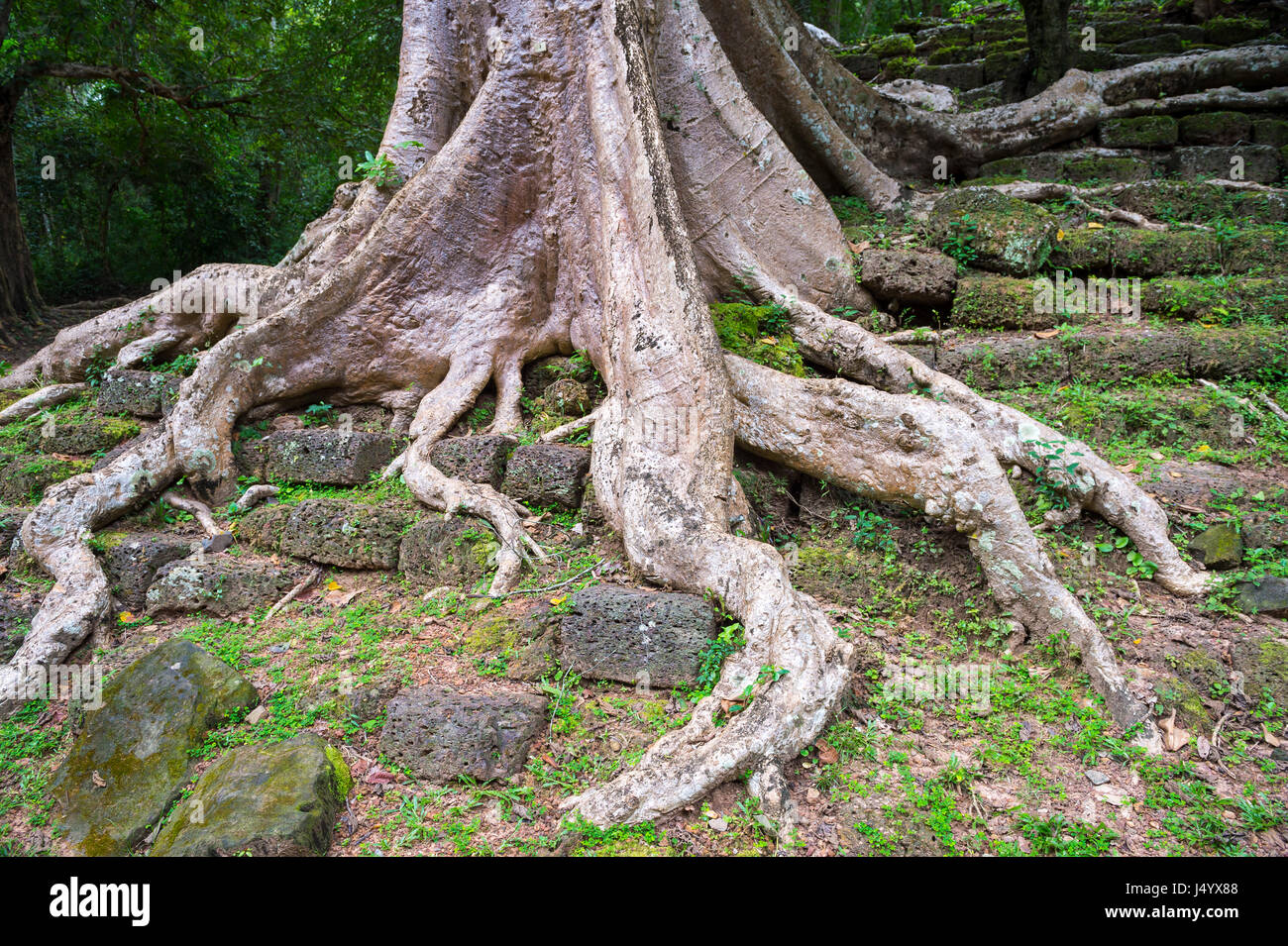 Roots of a strangler fig tree spread out along the stone ruins from the ...