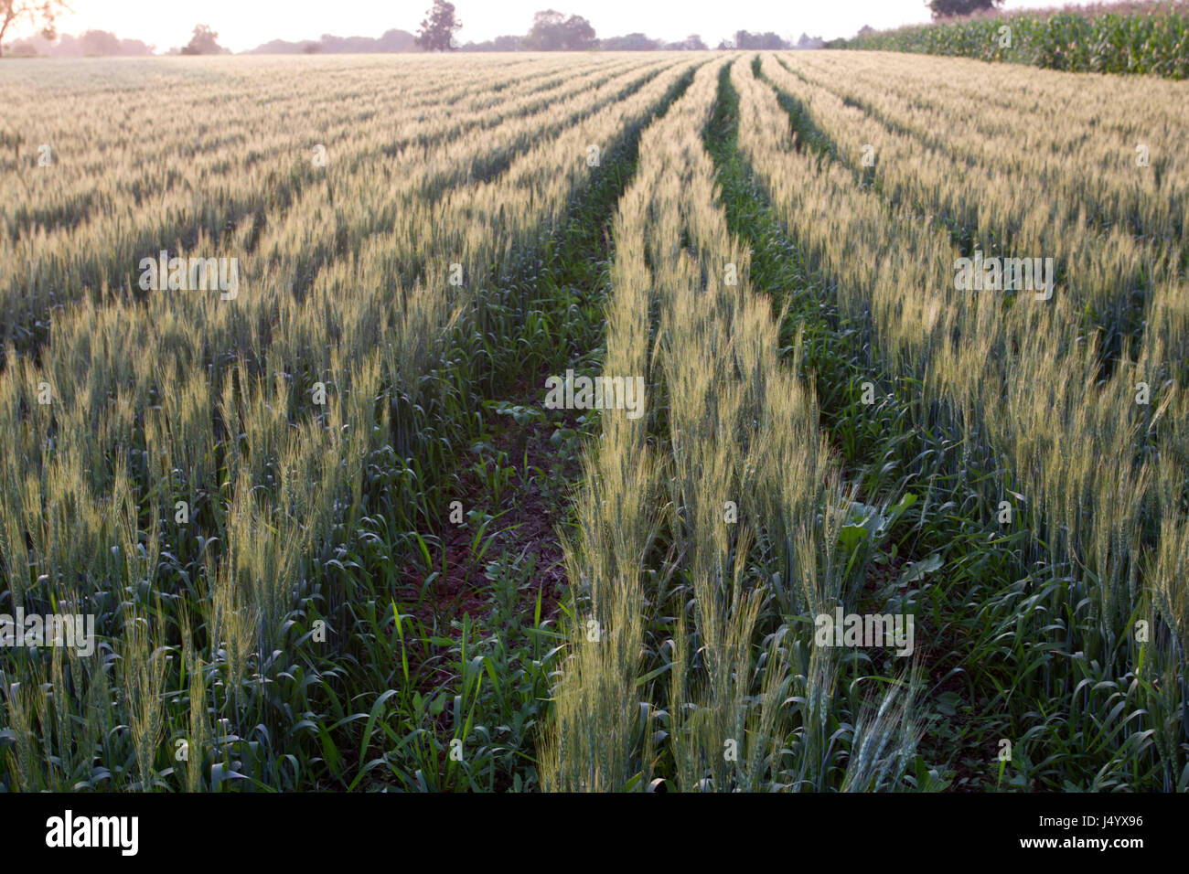 Wheat farm, nagpur, maharashtra, india, asia Stock Photo - Alamy