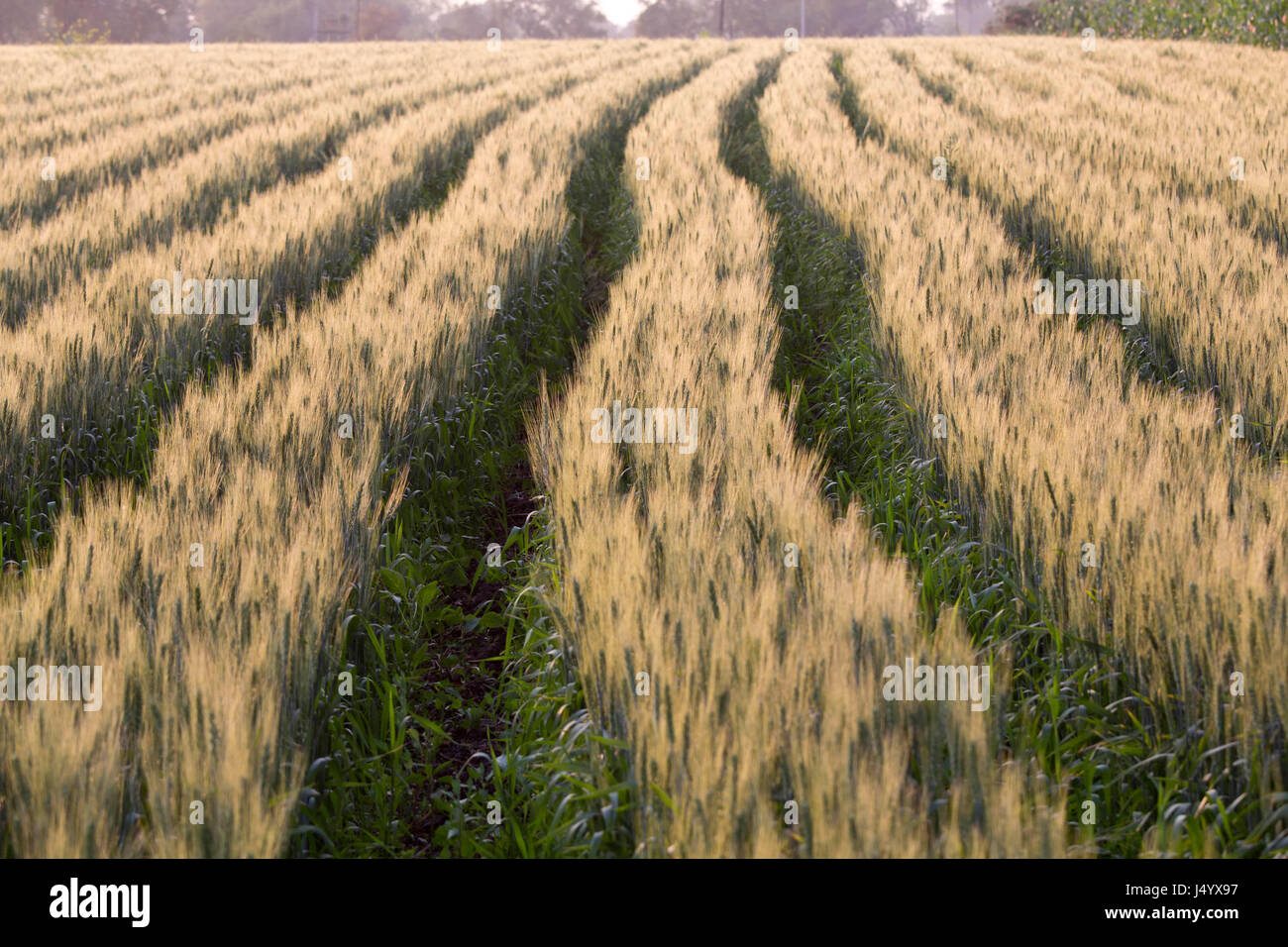 Wheat farm, nagpur, maharashtra, india, asia Stock Photo - Alamy
