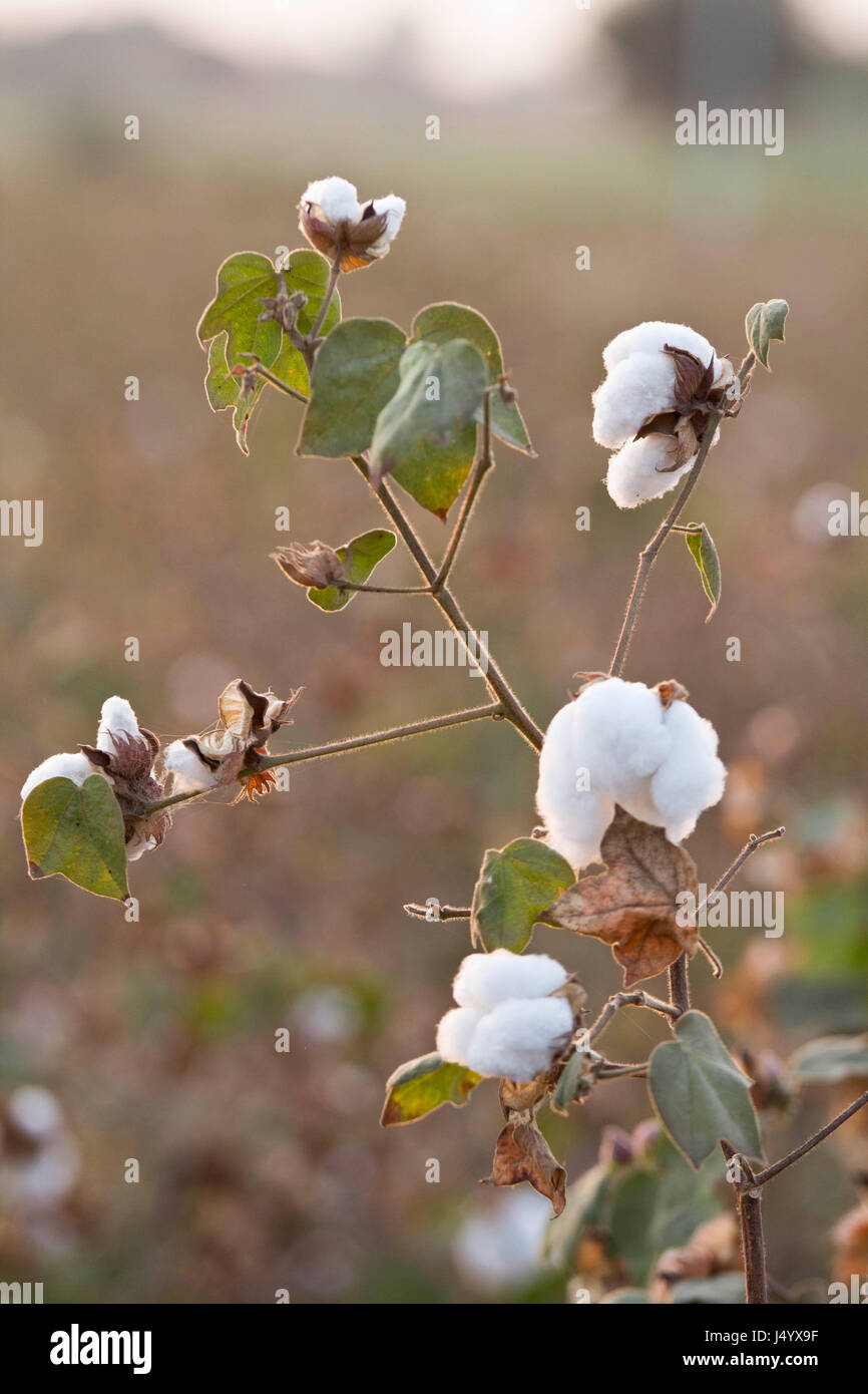 Cotton field people india hi-res stock photography and images - Alamy