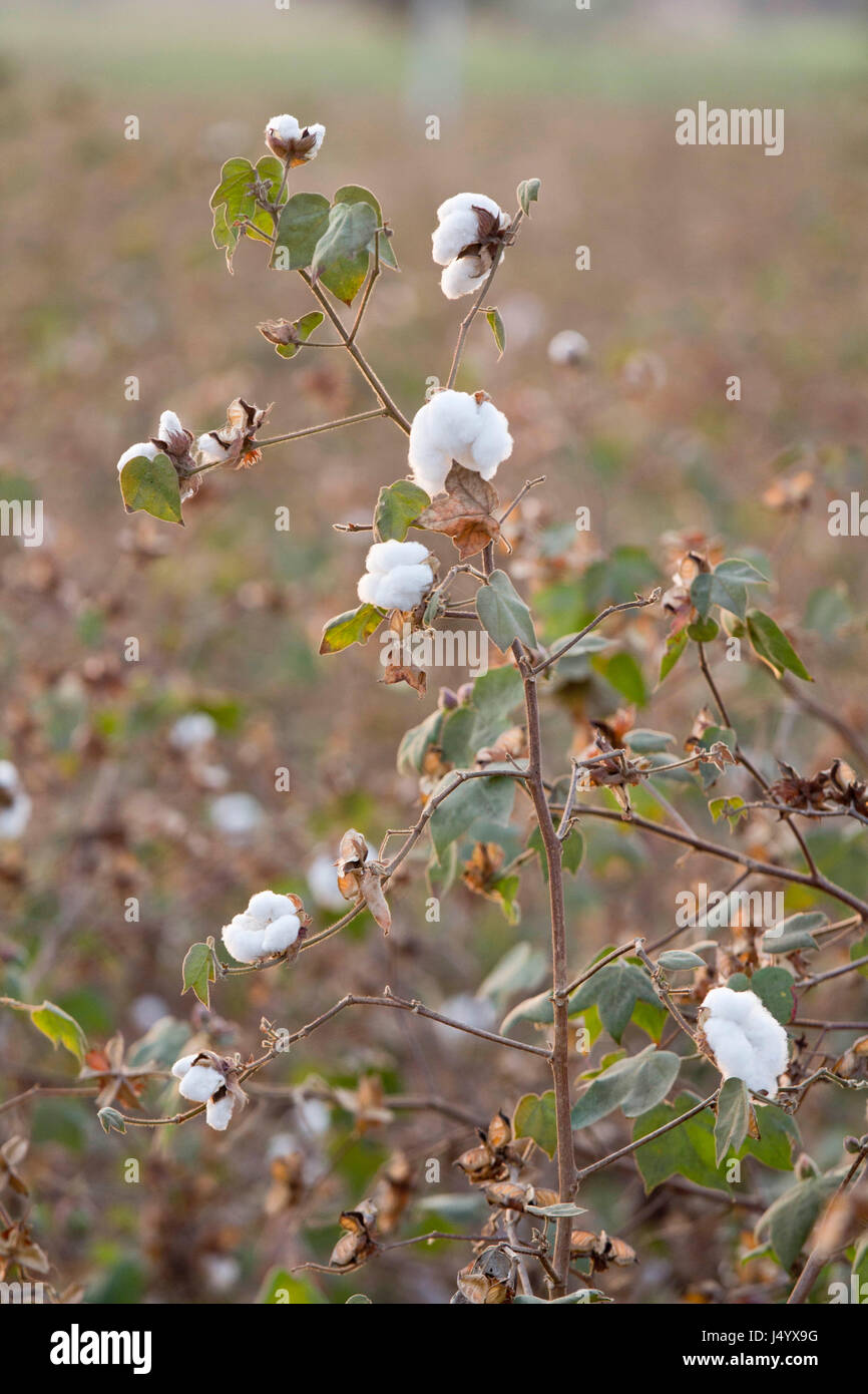 Cotton field people india hi-res stock photography and images - Alamy