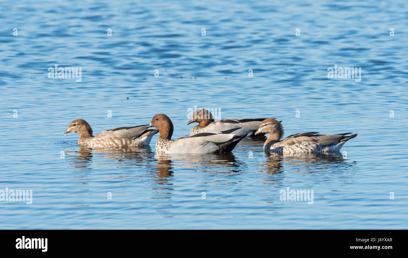 Male maned duck australia hi-res stock photography and images - Alamy