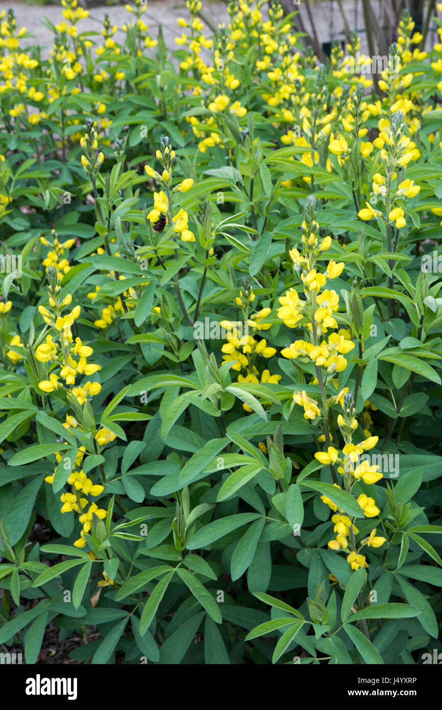 The yellow flowers of Thermopsis macrophylla Stock Photo - Alamy