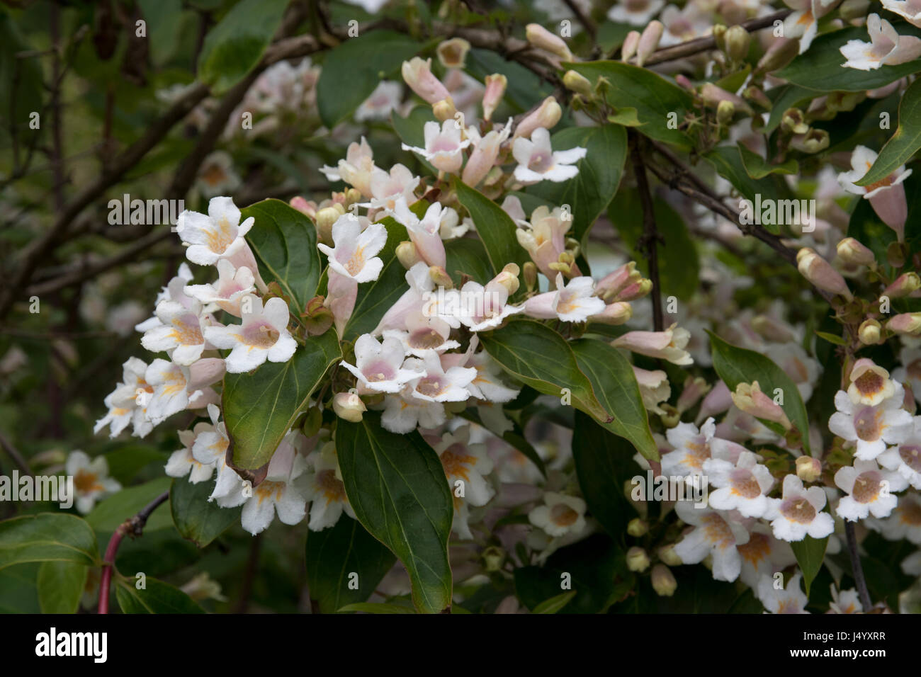 Dipelta floribunda hi-res stock photography and images - Alamy