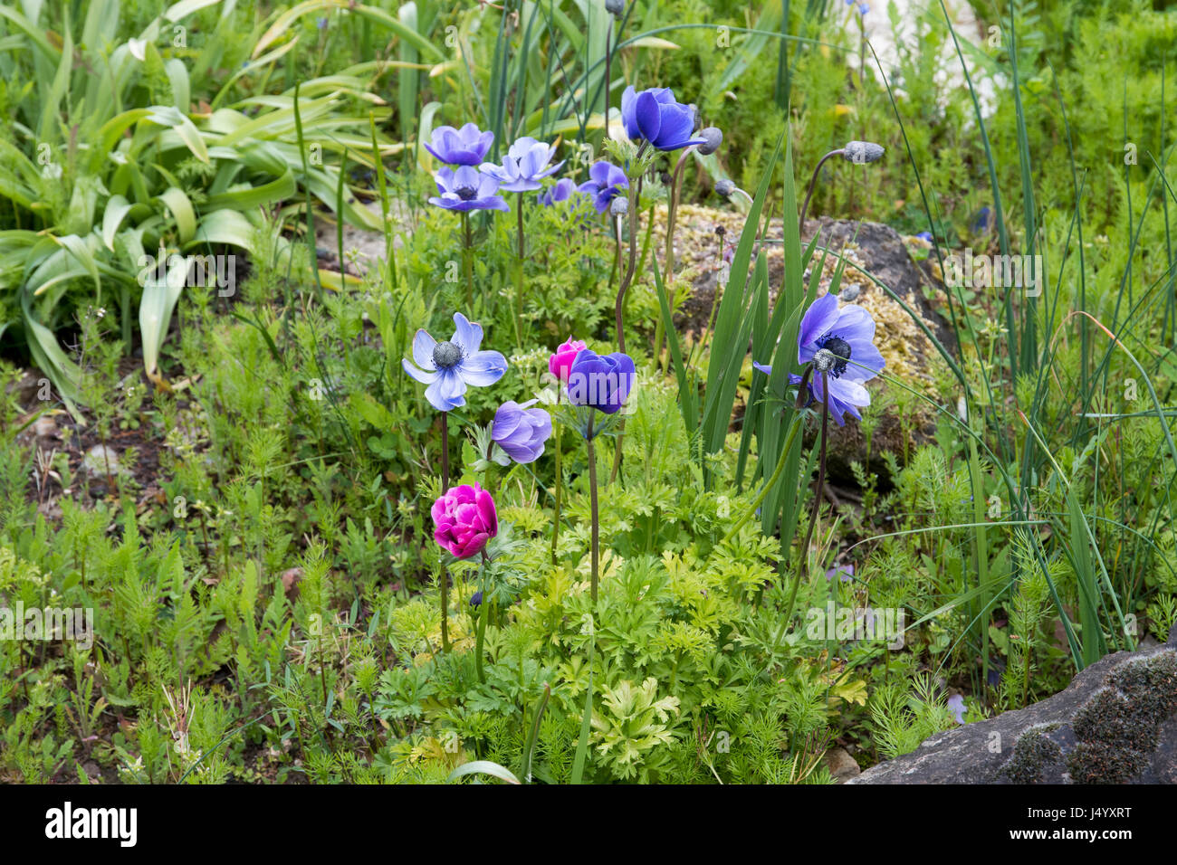 The spring flowering Anemone coronaria Stock Photo - Alamy