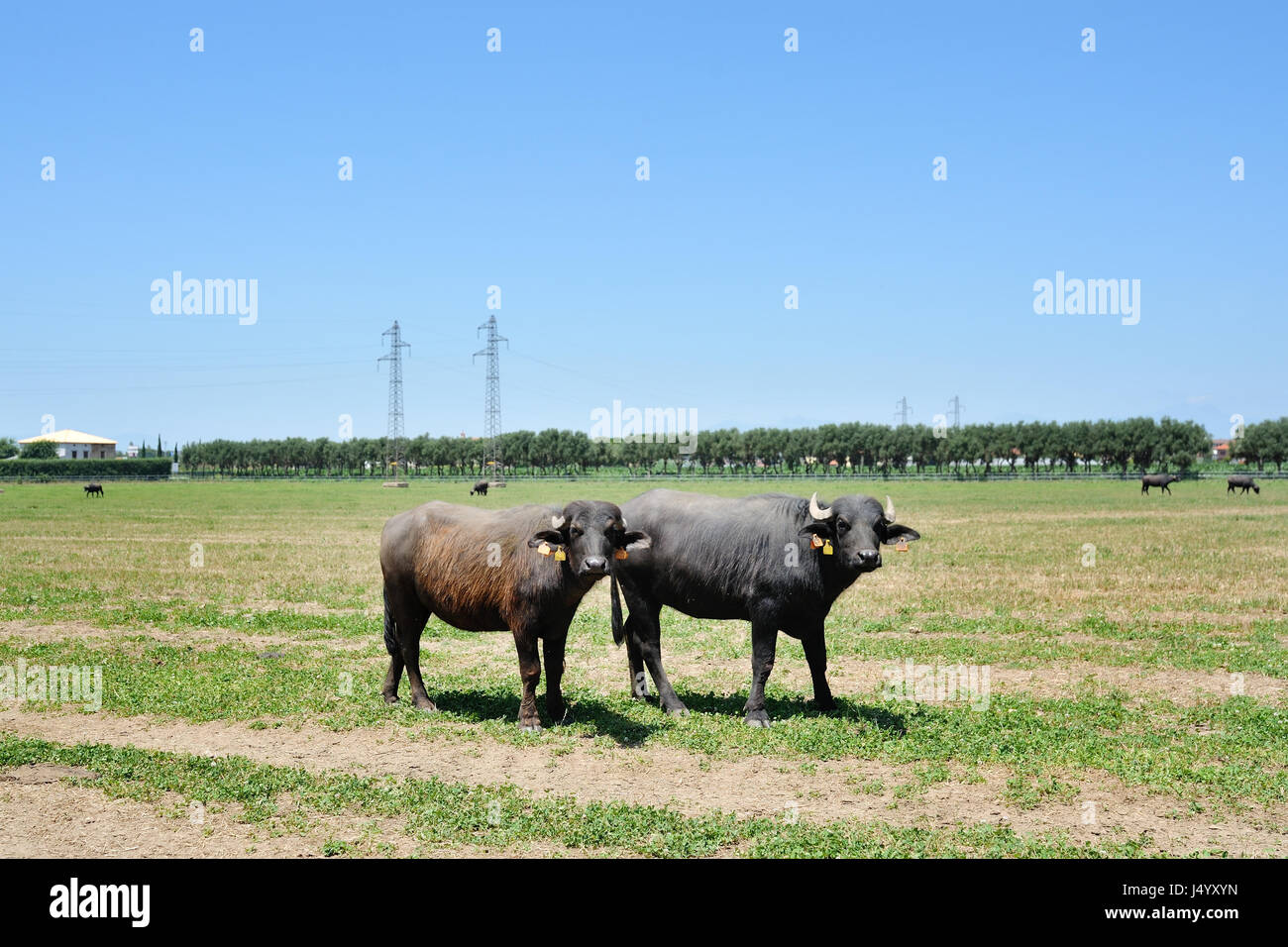 Two italian buffalo in a farm field Stock Photo - Alamy