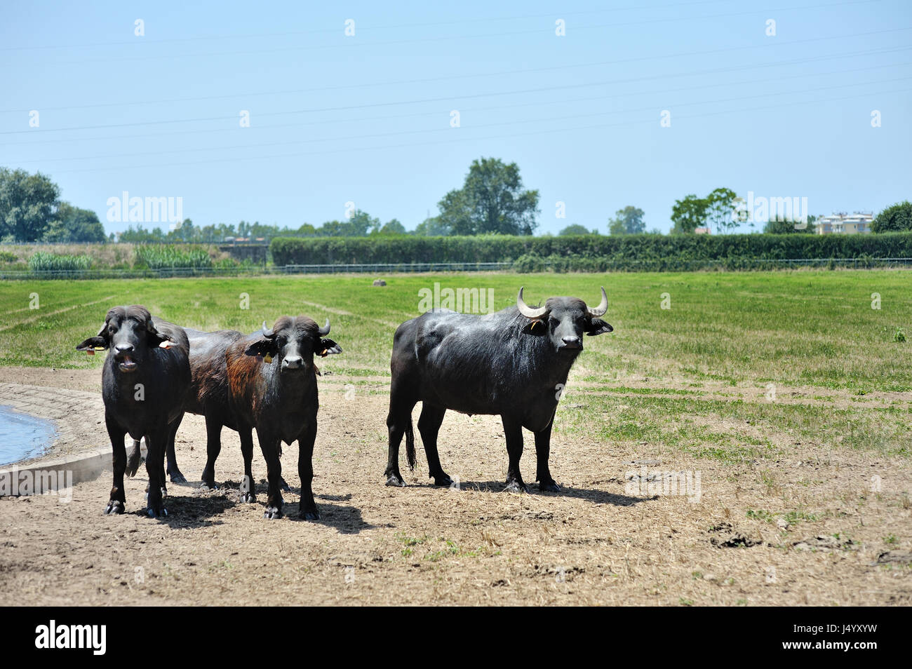 Italy buffalo breeding hi-res stock photography and images - Alamy