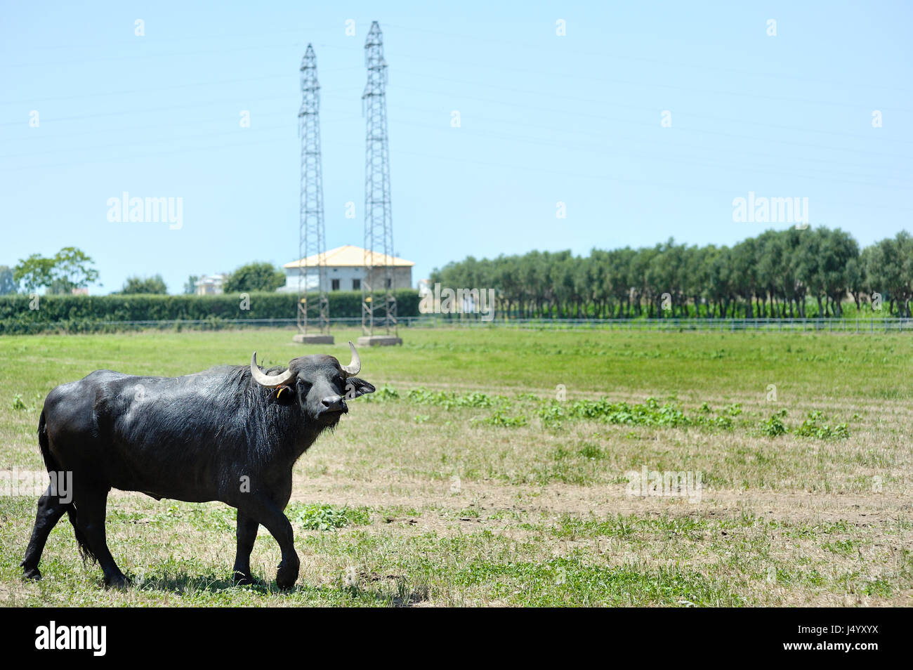 Italian buffalo in a farm field Stock Photo - Alamy
