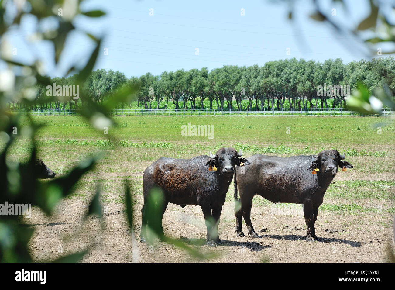 Italian buffalo in a green field Stock Photo - Alamy