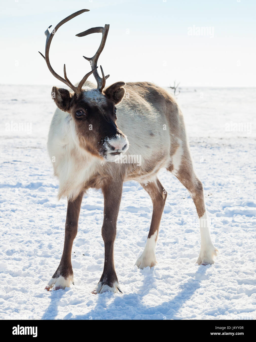 Reindeer in winter tundra Stock Photo - Alamy