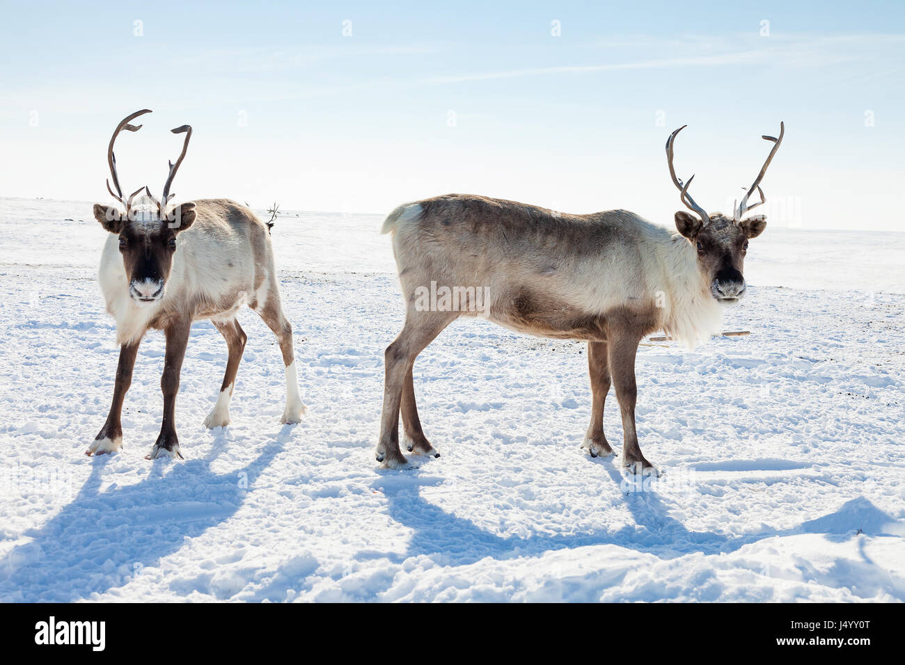 Reindeer in winter tundra Stock Photo - Alamy